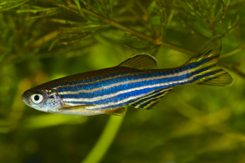 Adult zebrafish | Baden Lab