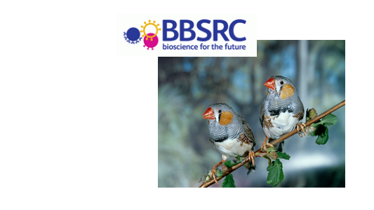 BBSRC Birds | Baden Lab