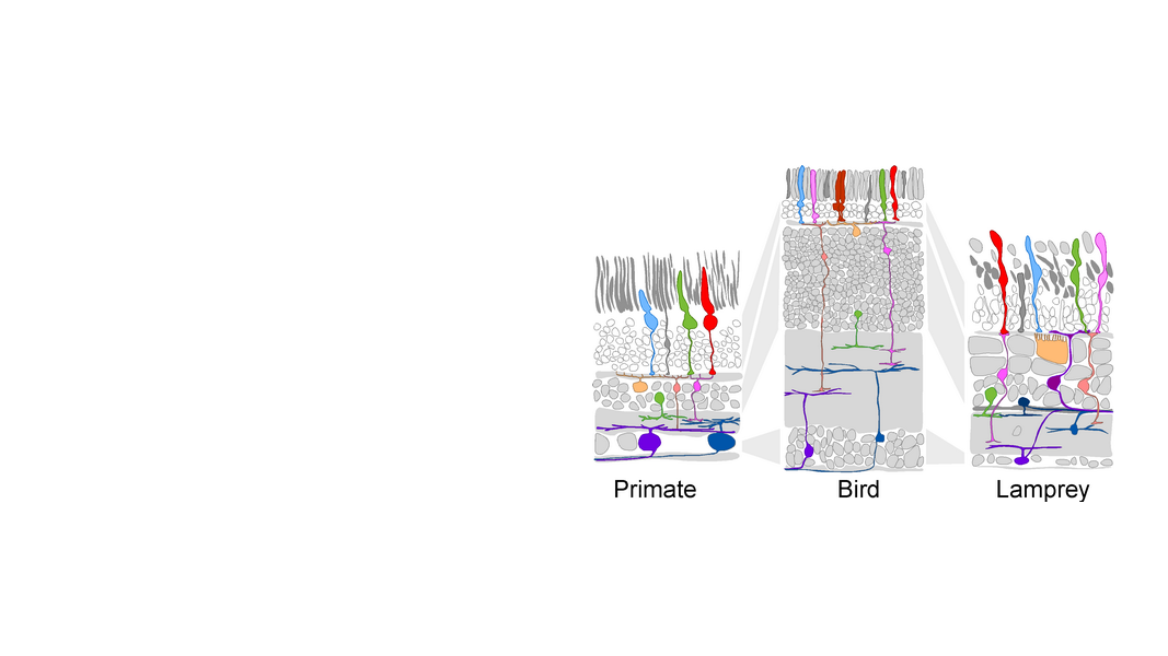 Evolution Review Baden Lab