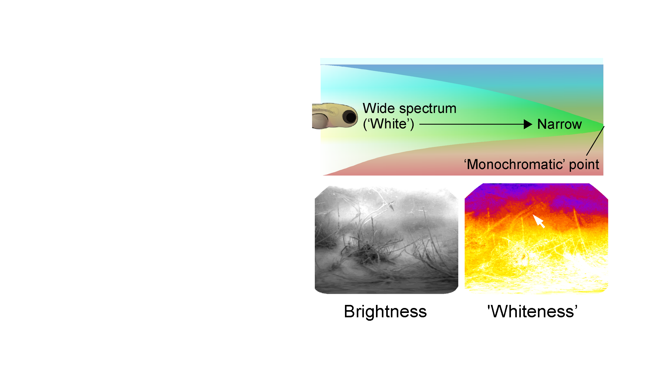 Whiteness | Baden Lab